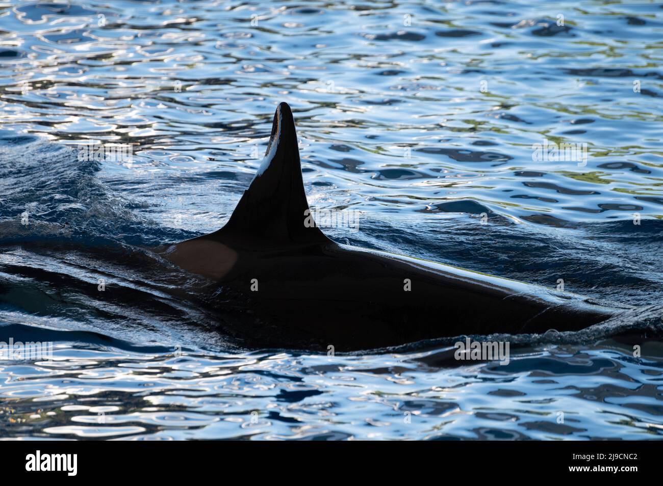 Trained big black and white orcas whales perform in blue pool in front ...