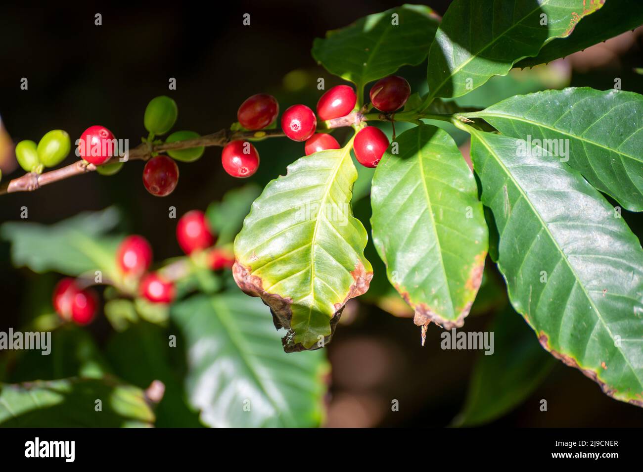 Arabica coffee tree with green and red ripening coffee cherries berries ...