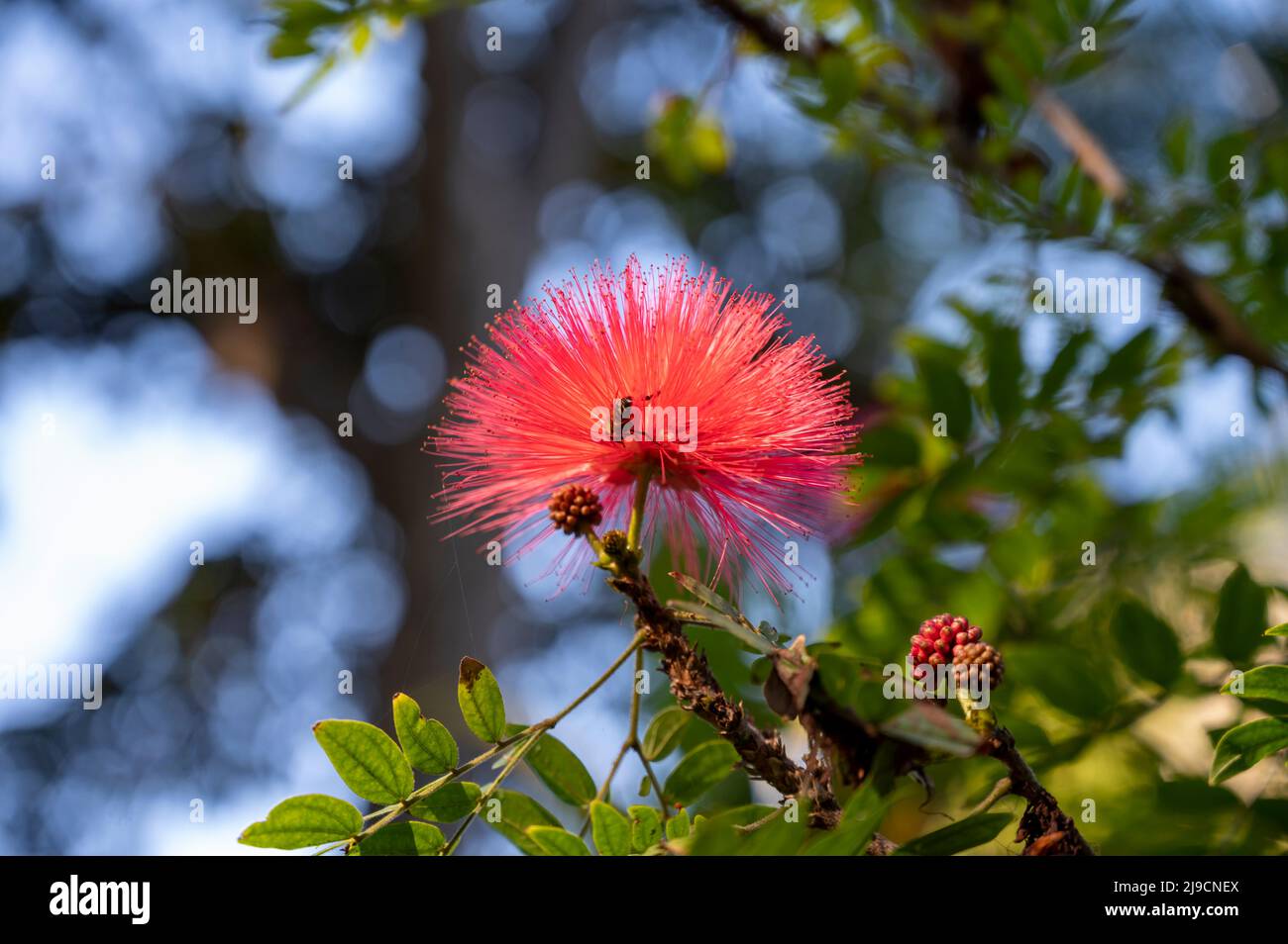 Blossom of red powderpuff exotic plant calliandra haematocephala from ...