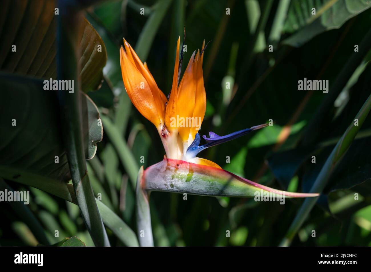 Blossom of Strelitzia reginae, colorful bird of paradise flowers in ...
