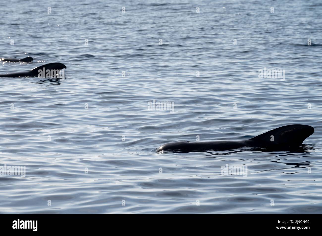 Whales watching from boat, spotted family of whales near coast of ...