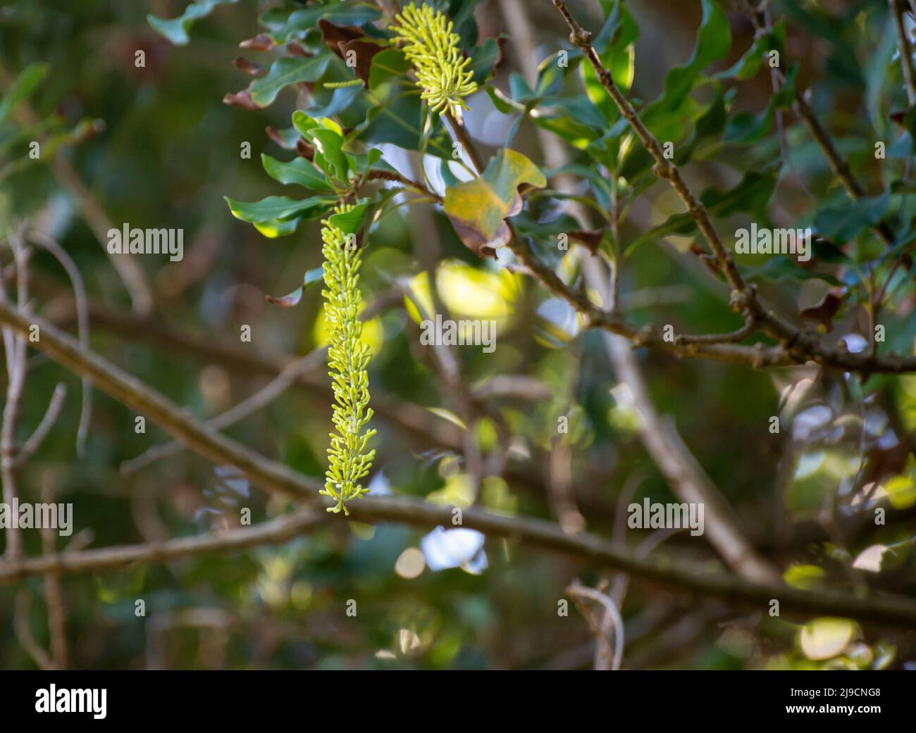 Hard green Australian macadamia nuts and white flowers hanging on ...