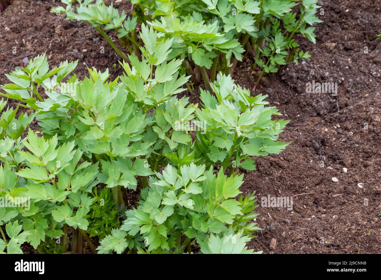 Spices and Herbs, Lovage plant (Levisticum officinale) growing in the ...