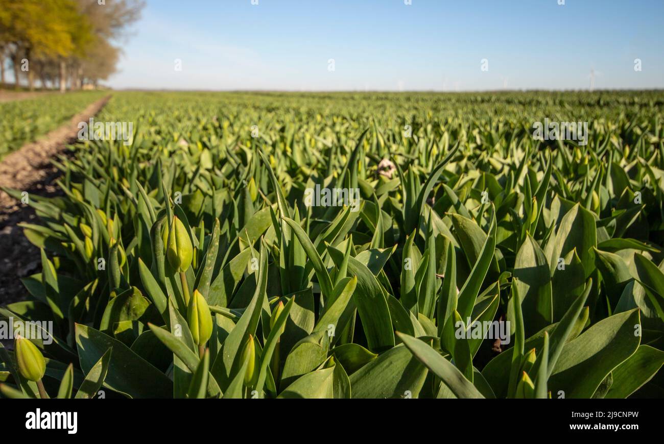 Colorful tulip fields in the Netherlands Stock Photo - Alamy