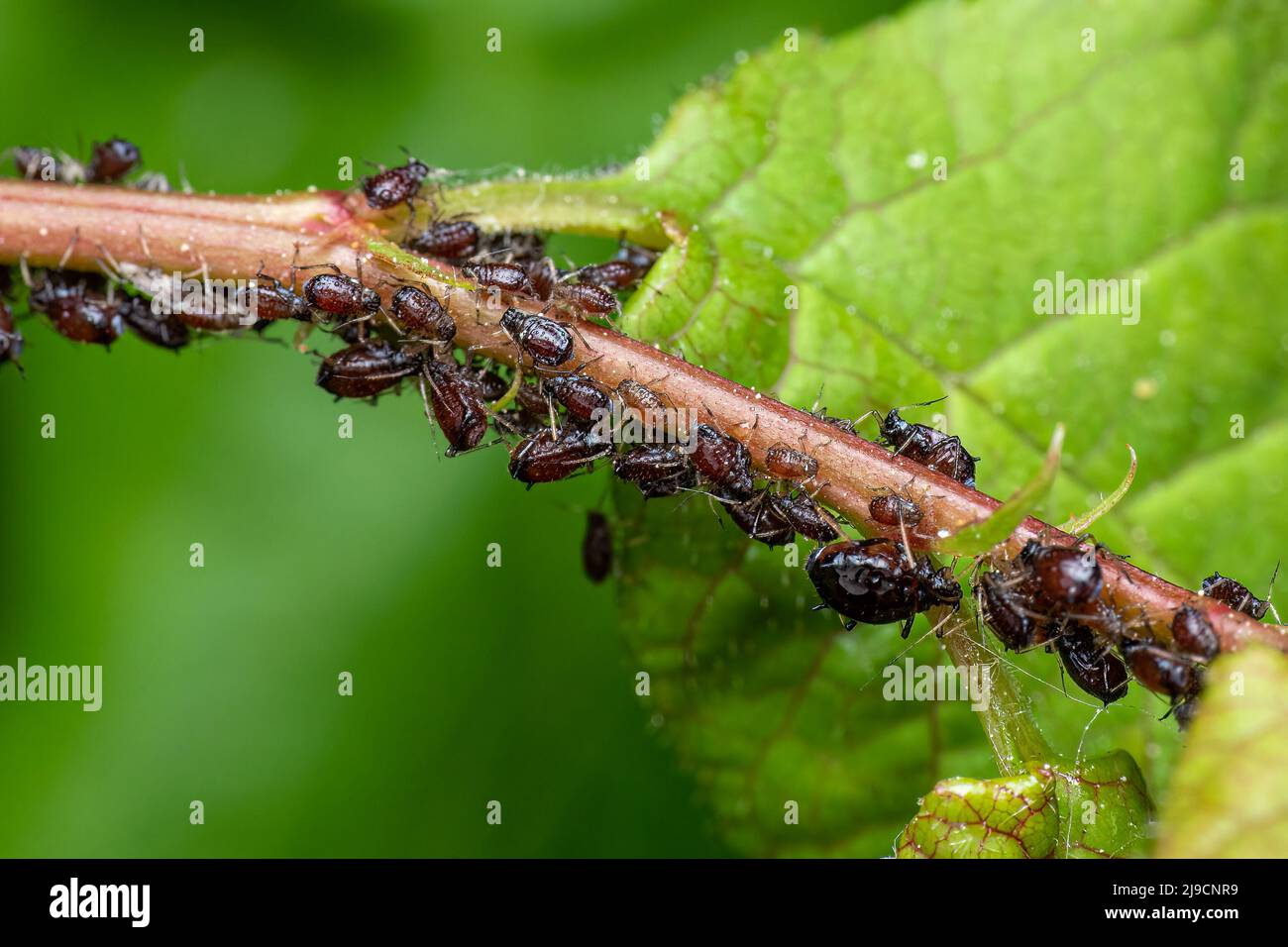 Close-Up of Aphids on a tree branch Stock Photo - Alamy
