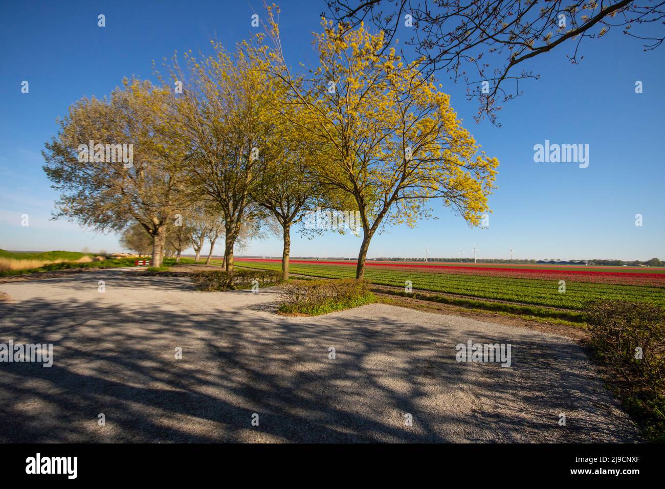 Tulip field in the bollenstreek hi-res stock photography and images - Alamy