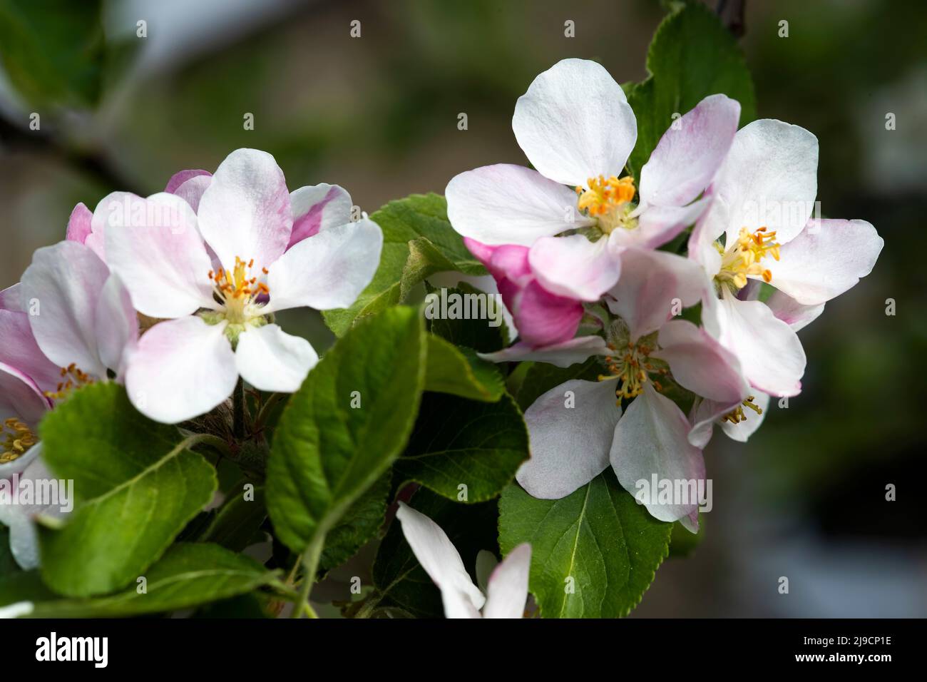 Sticky pollen collecting stigma hi-res stock photography and images - Alamy