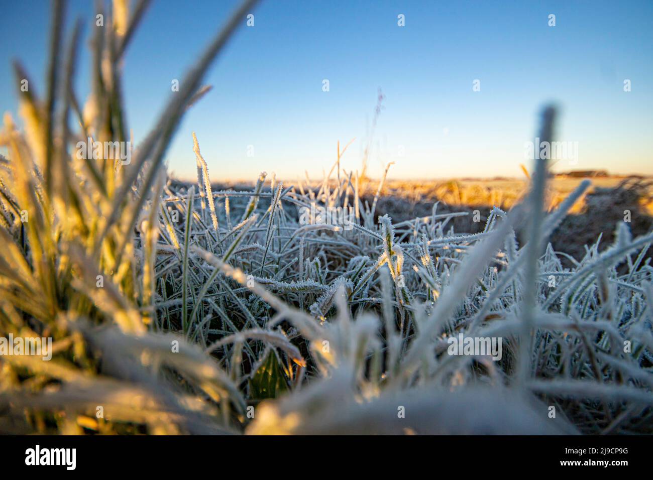 Frosty grass covered in ice on a cold morning Stock Photo - Alamy