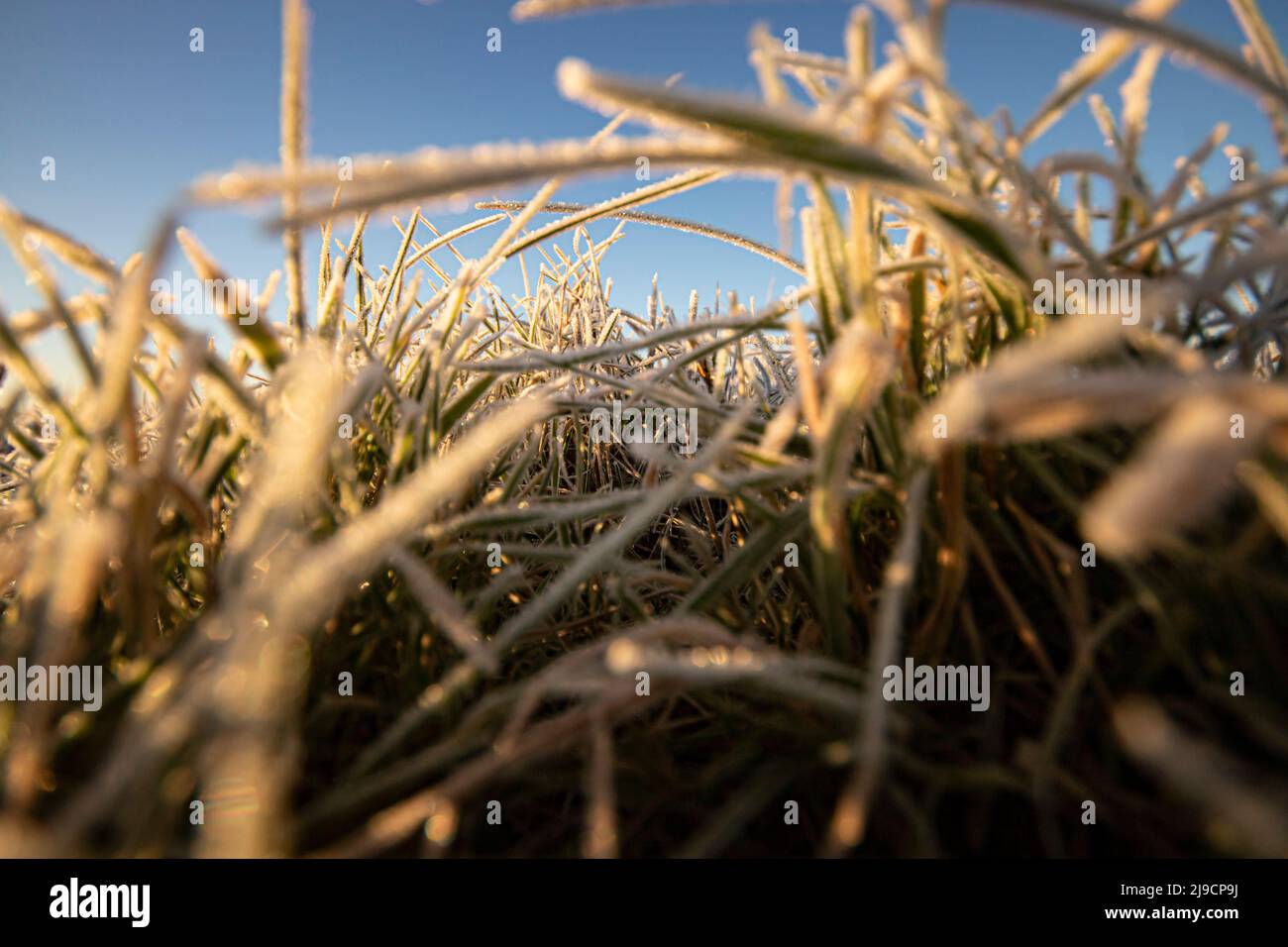 Frosty grass covered in ice on a cold morning Stock Photo - Alamy