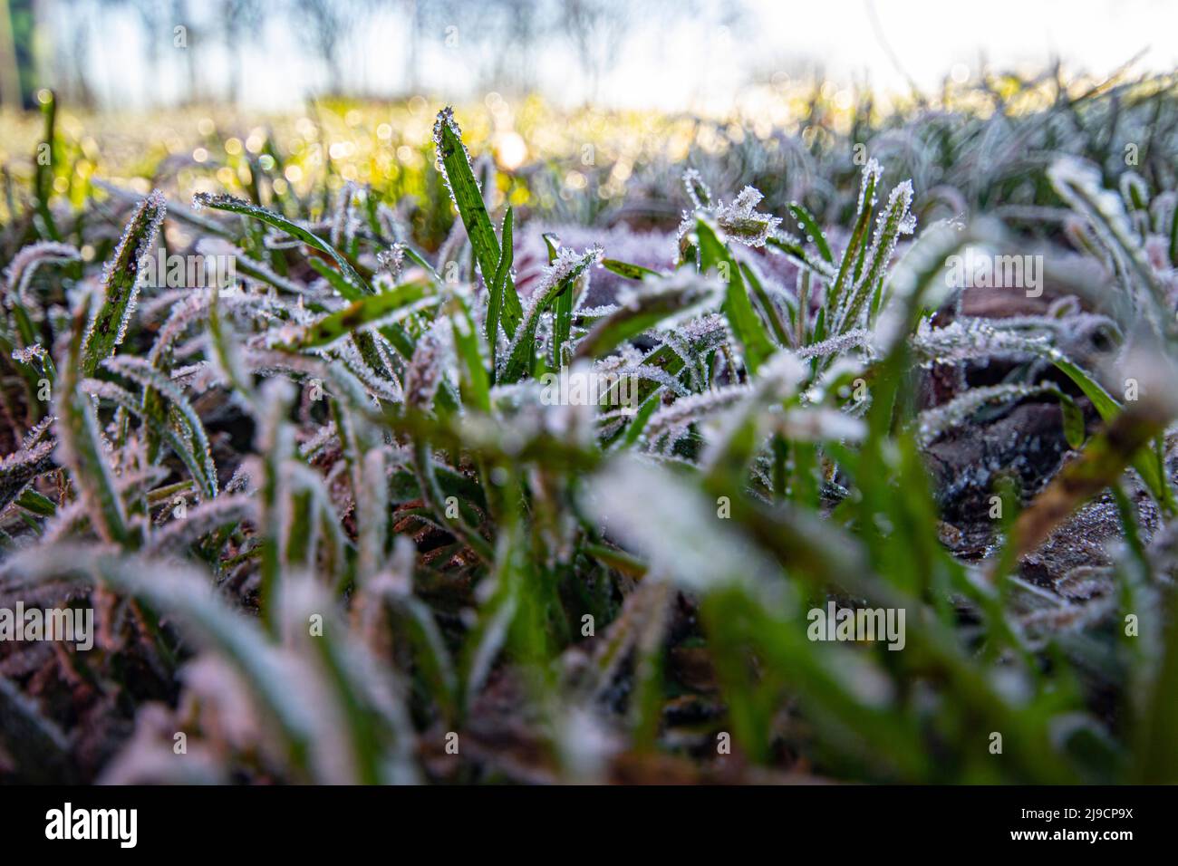 Frosty grass covered in ice on a cold morning Stock Photo - Alamy