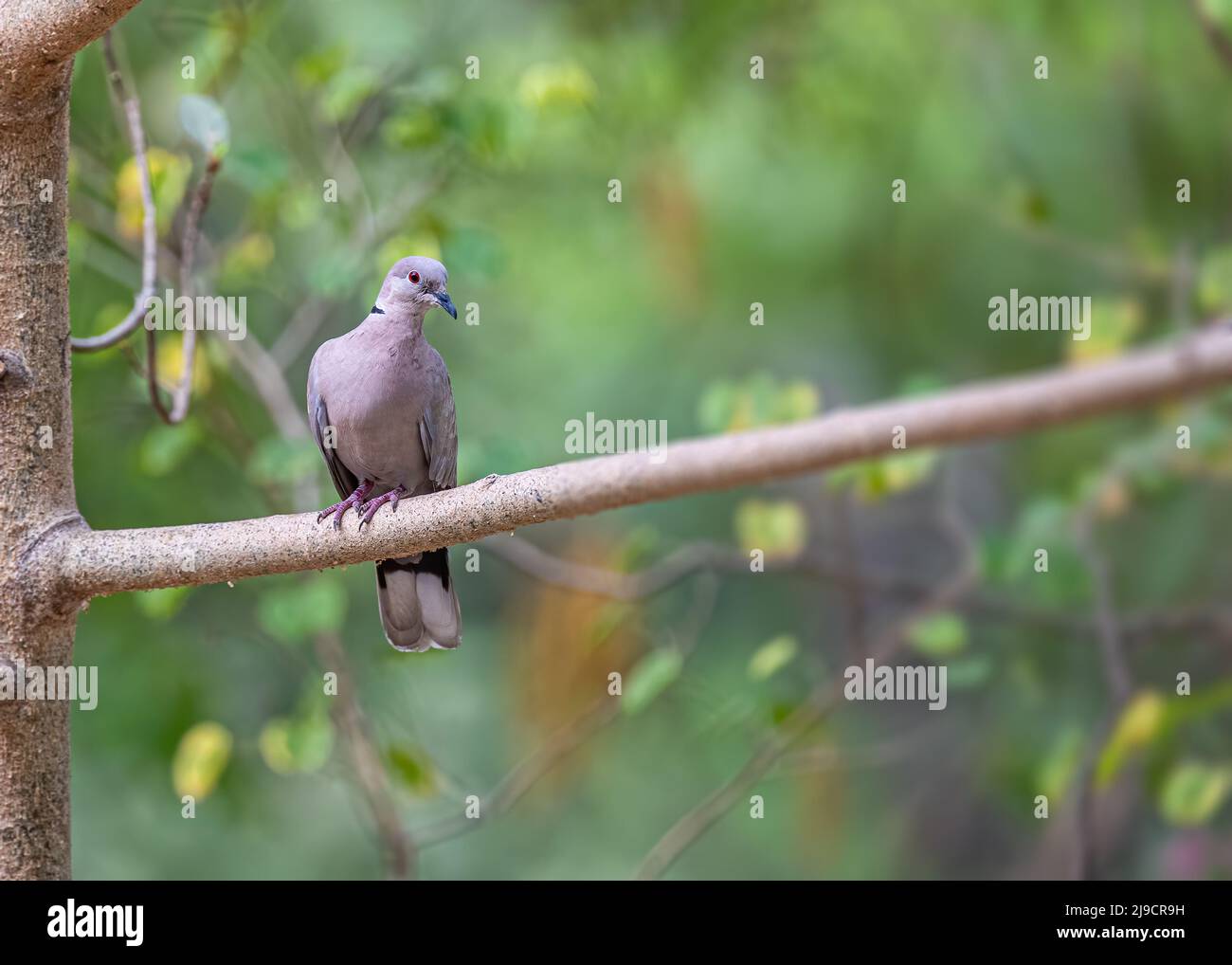 Vertical shot brown dove hi-res stock photography and images - Alamy