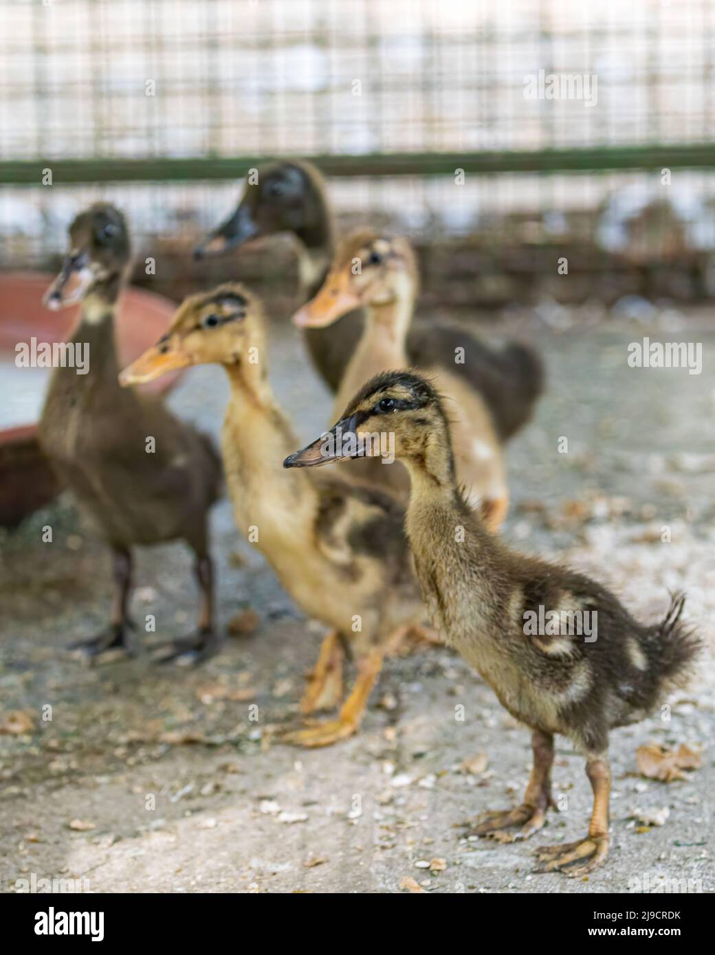 Group of duckings hi-res stock photography and images - Alamy