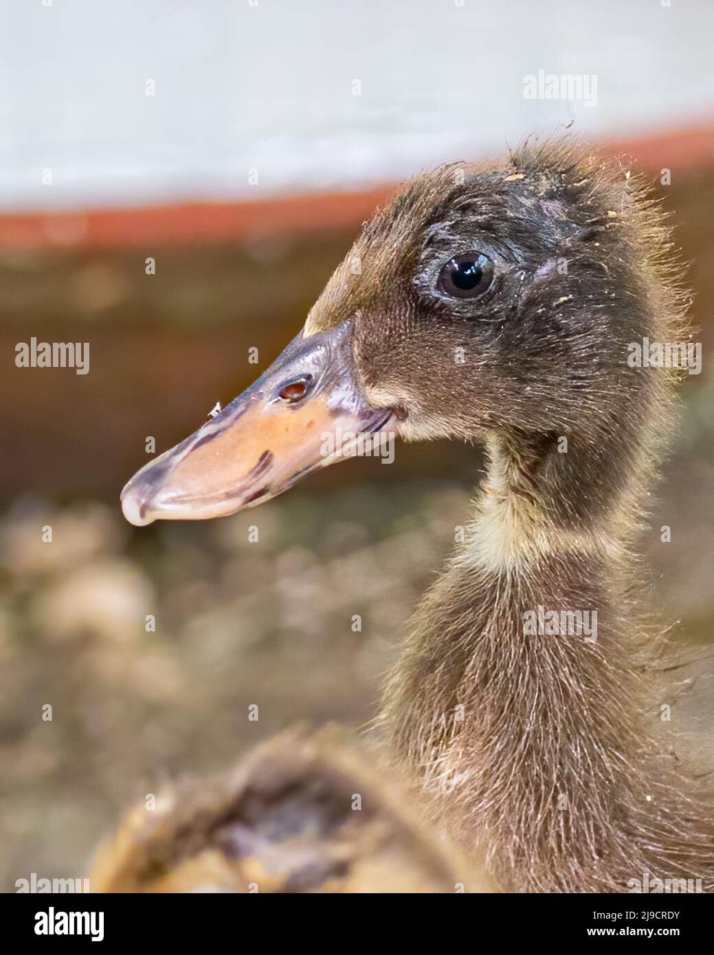 Cute ducking hi-res stock photography and images - Alamy