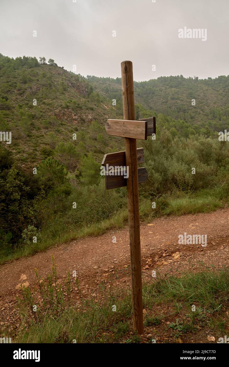 Wooden post with signposts in the forest. Empty space, pine trees, sky ...