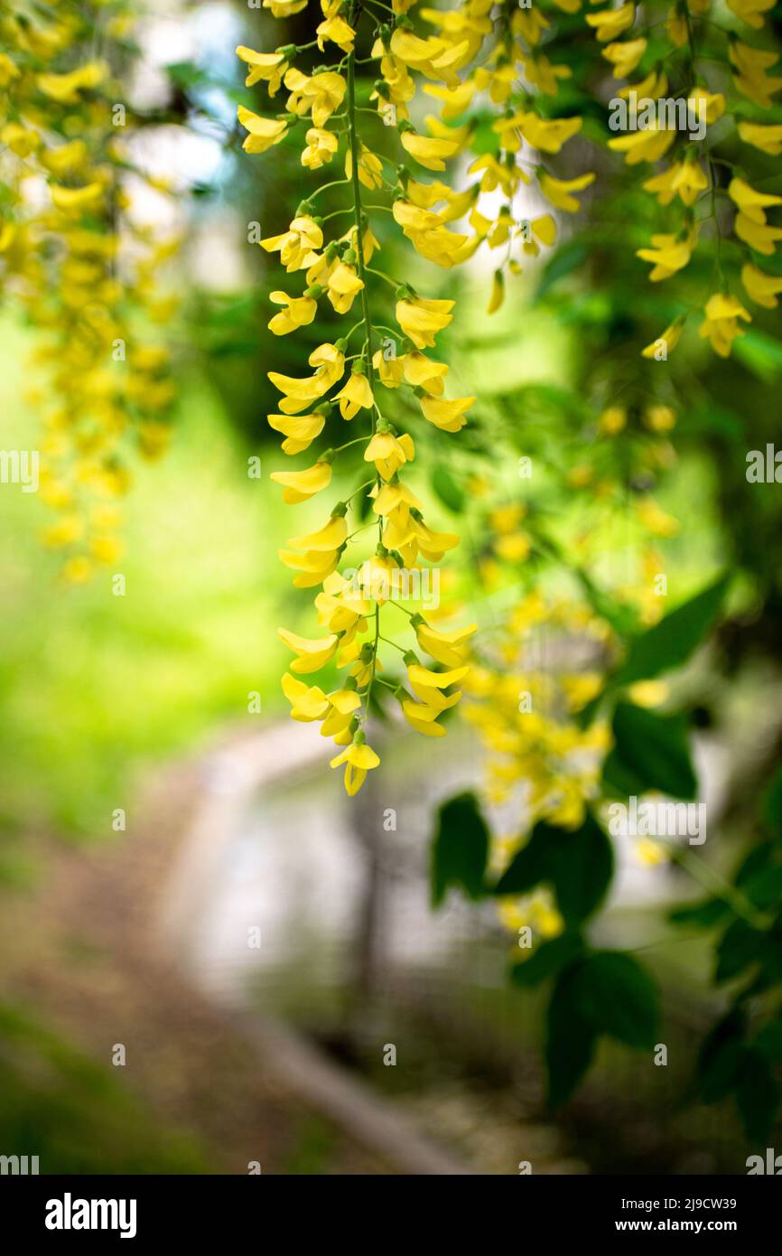 Wisteria floribunda alba flowers hi-res stock photography and images ...