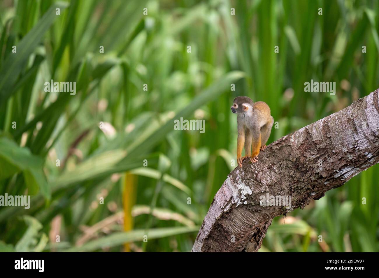 Common Squirrel Monkey in the Peruvian Amazon - Saimiri sciureus Stock ...