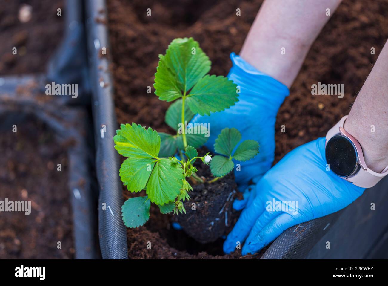Close up of gloved female hands planting dill seeds from paper bag into ...