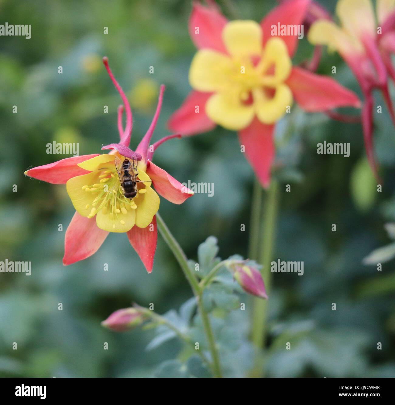 Coral columbine hi-res stock photography and images - Alamy