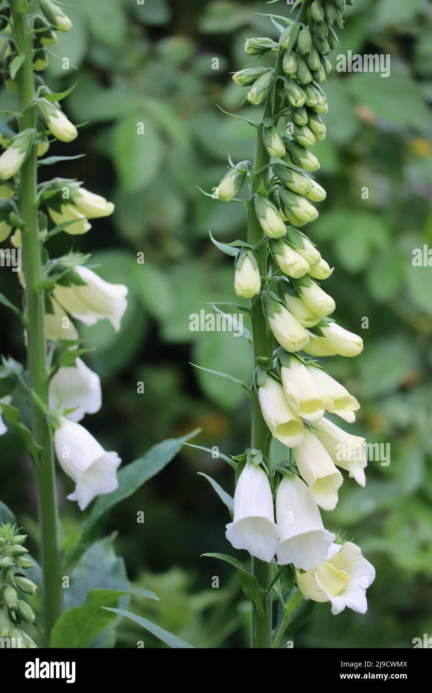 Partially closed flowers hi-res stock photography and images - Alamy