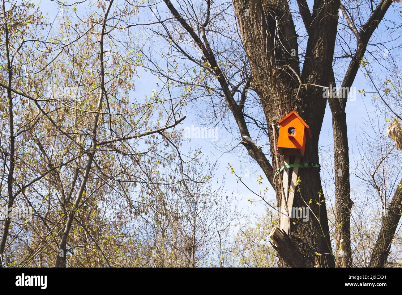 Bird feeders. Feeding birds in the forest. Birdhouse on a tree. Caring ...