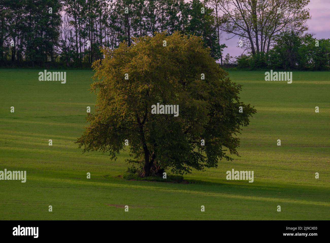 Field with big green tree in spring sunny color evening Stock Photo - Alamy