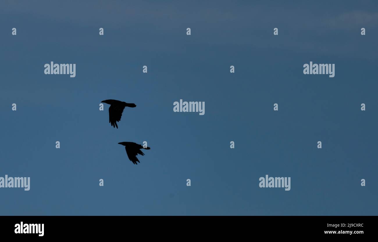 Flying crow black silhouette with dark blue sky Stock Photo - Alamy