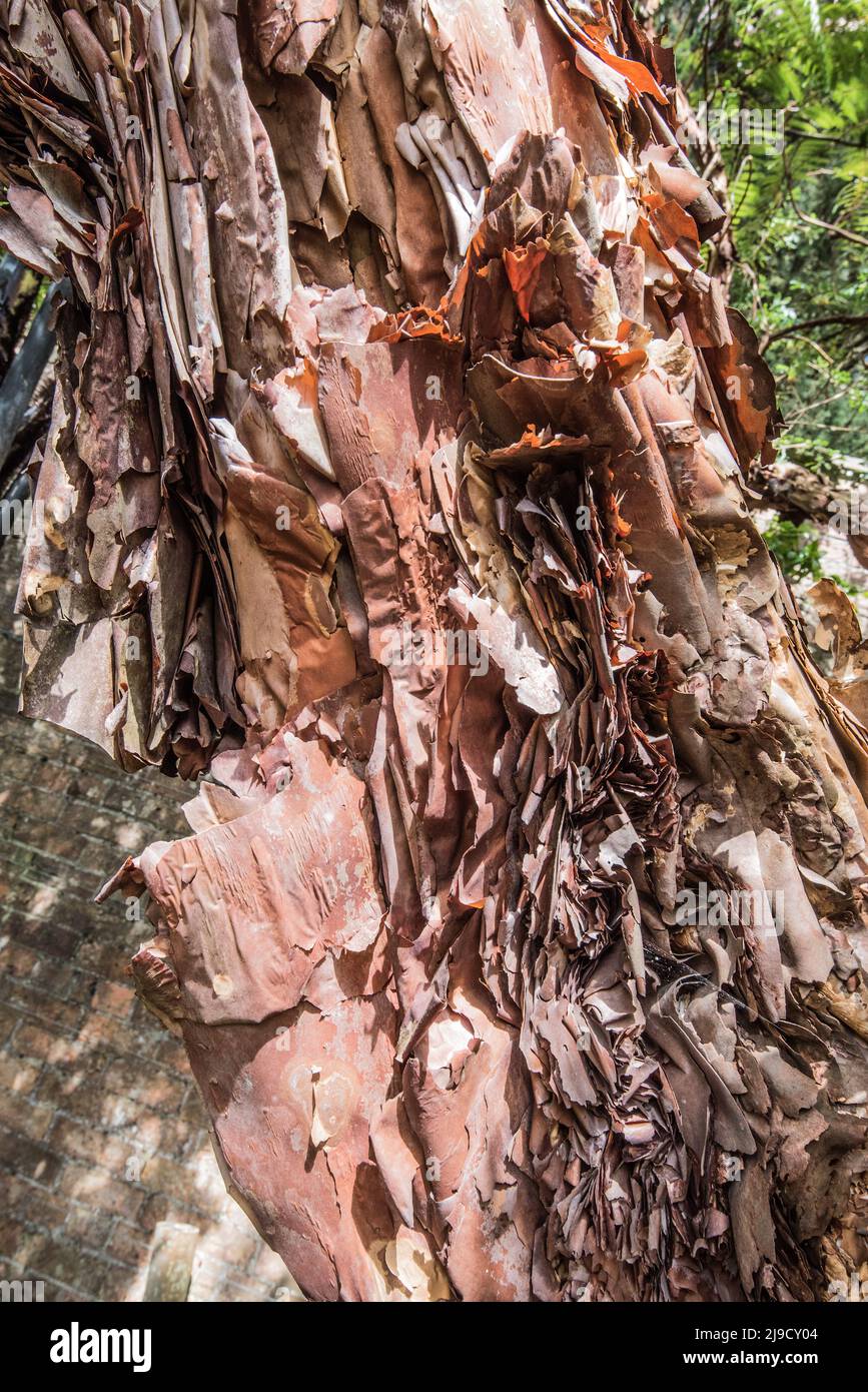 Logan Botanic Garden's "filo pastry" tree, so-called because of the way ...