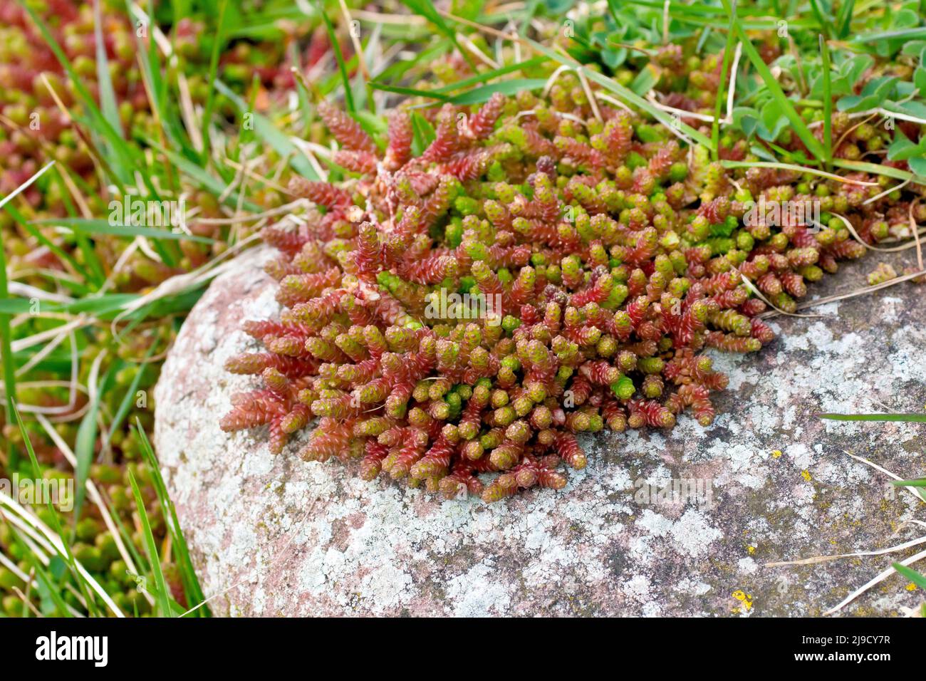 Biting Stonecrop or Wall Pepper (sedum acre), close up showing a small ...