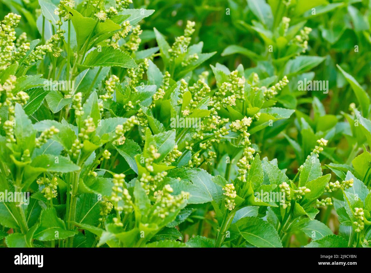 Dog's Mercury (mercurialus perennis), close up of a cluster of the ...