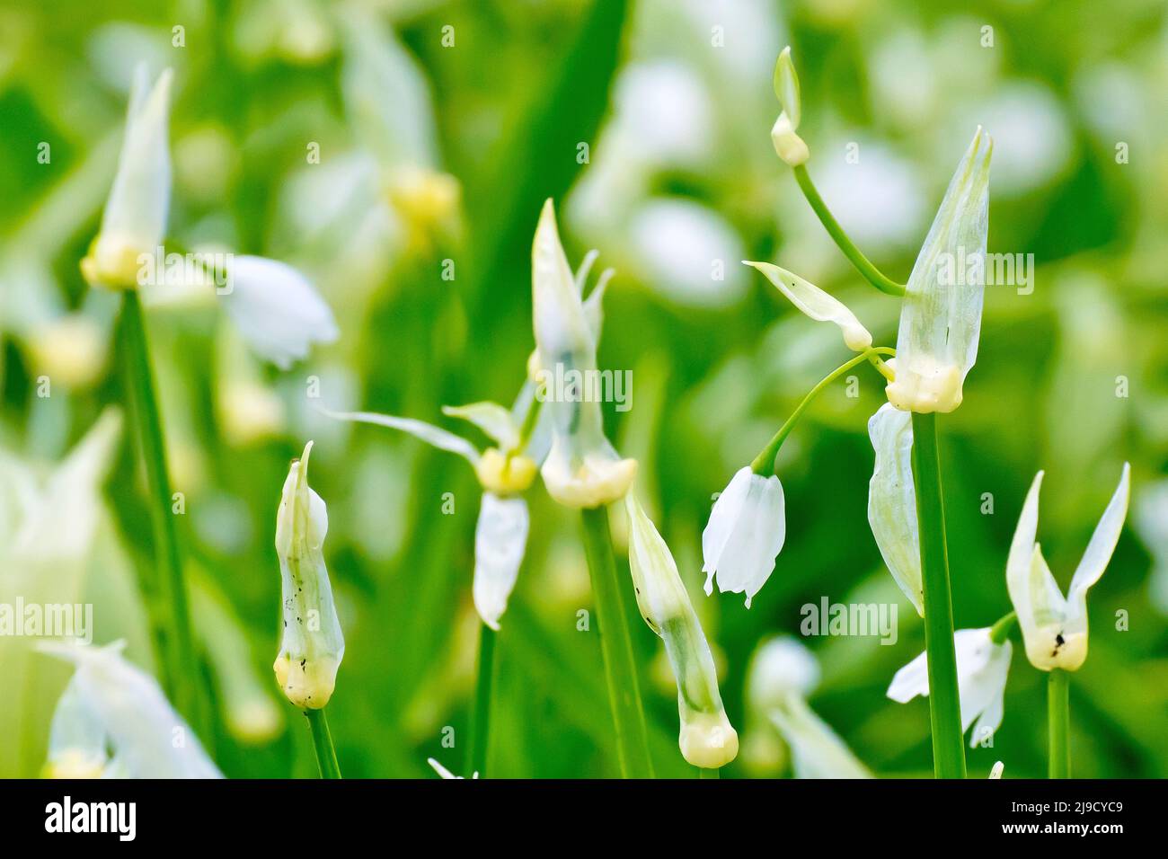 Few-flowered Leek (allium paradoxum), close up of the introduced but ...