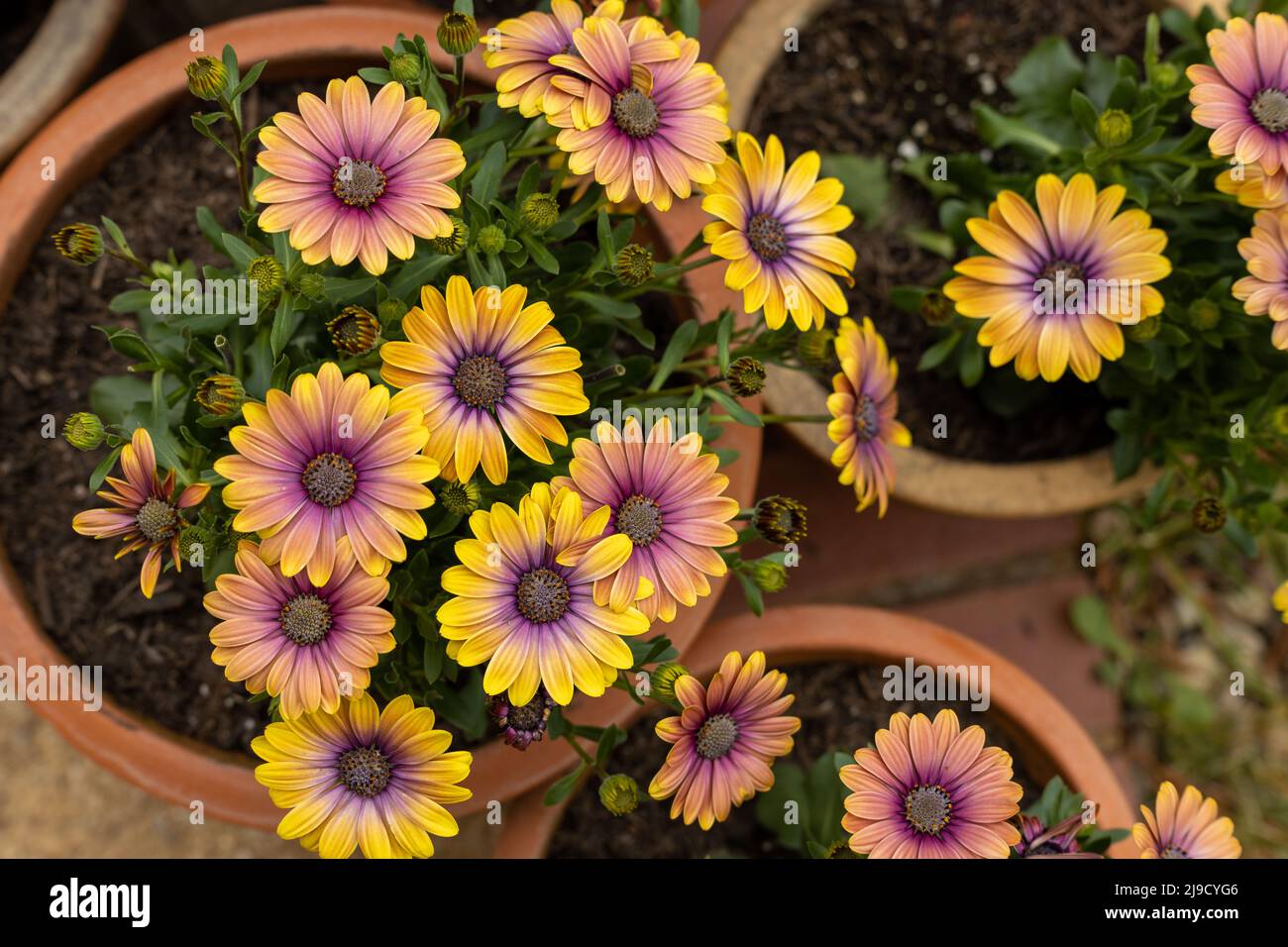 Osteospermum plants hi-res stock photography and images - Alamy