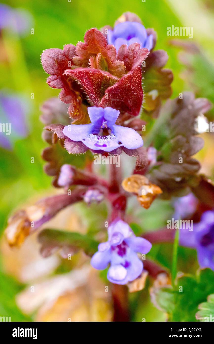 Ground Ivy (glechoma hederacea), close up of the tip of one of the low ...