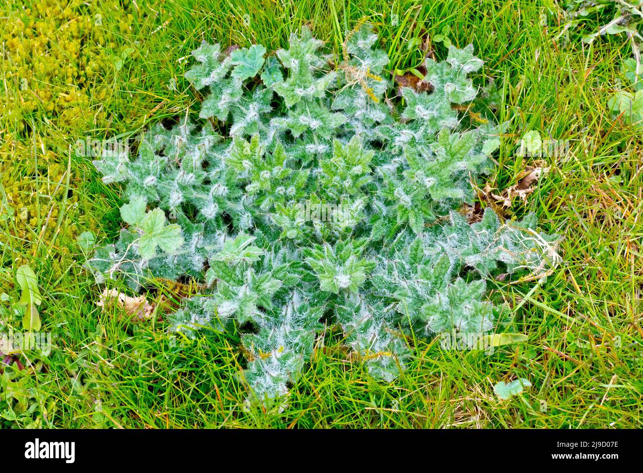 Close up of a rosette of base leaves of a thistle sprouting from the short grass at the edge of ...