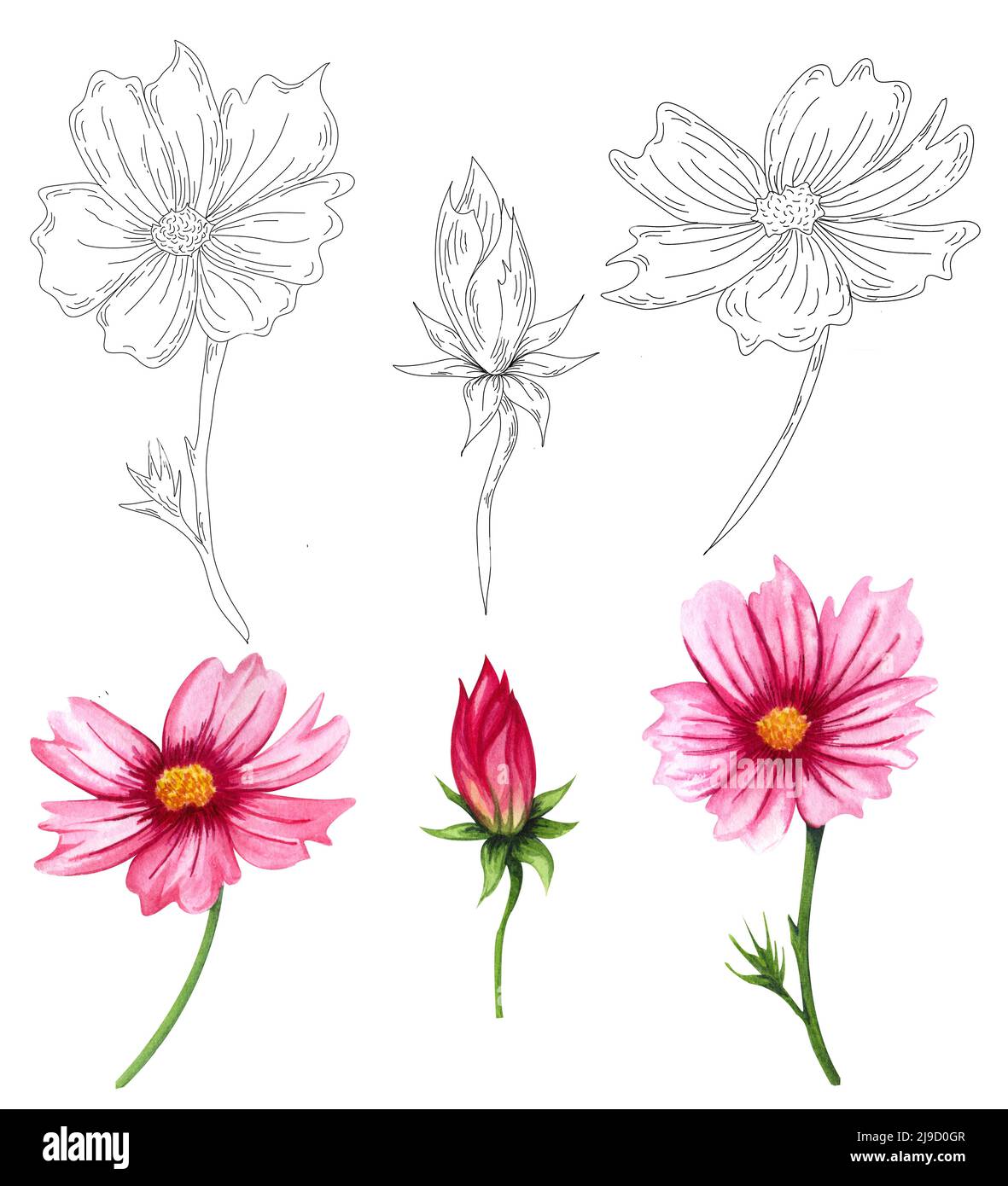 Watercolor cosmos flowers collection isolated on white background. Hand ...