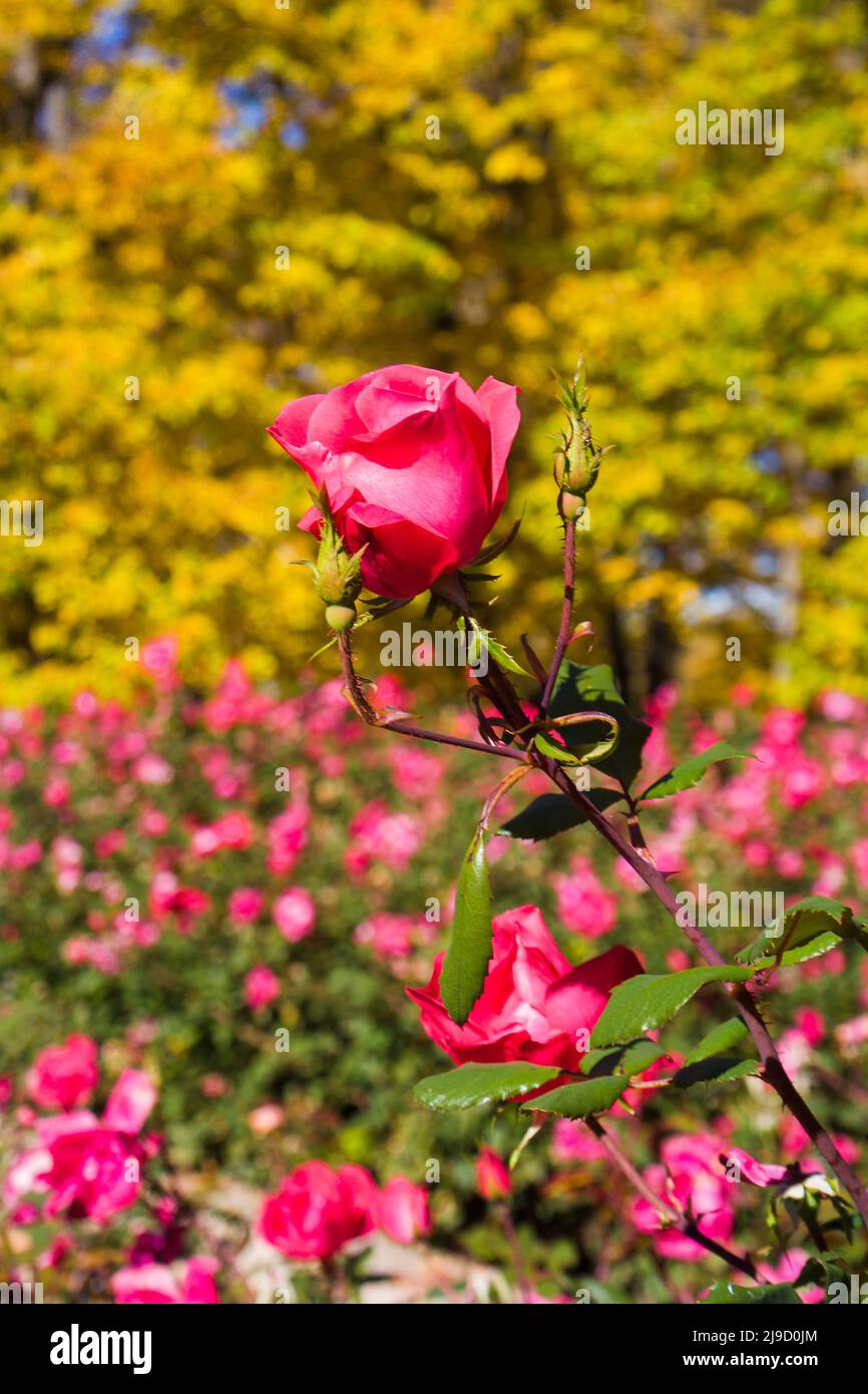 Flor rose hi-res stock photography and images - Alamy
