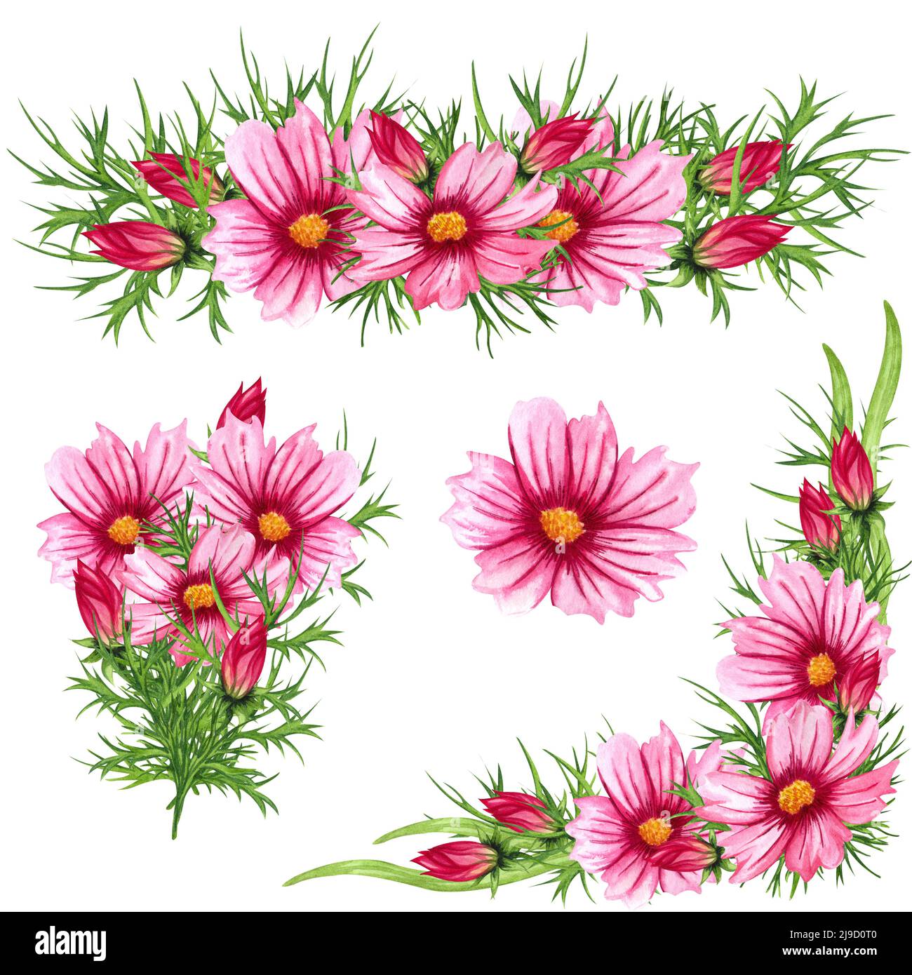 Beautiful floral collection with cosmos arrangements, cosmos flowers ...