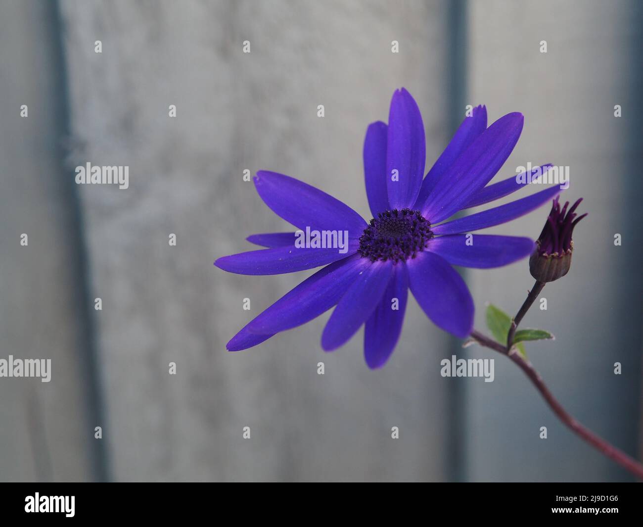 Blue senetti flower and bud Stock Photo - Alamy