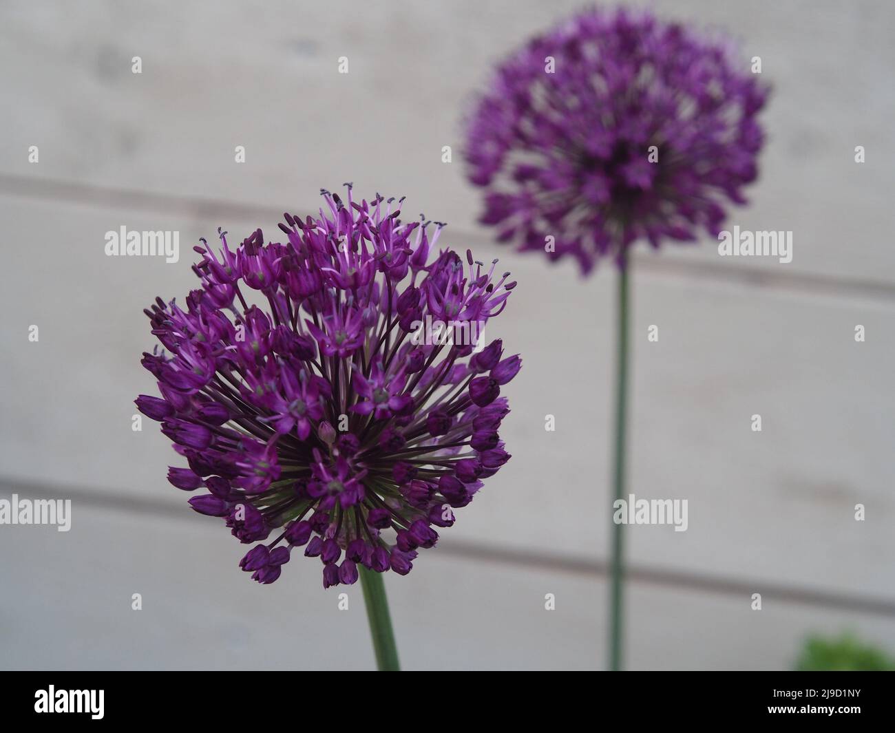 Two fully open hi-res stock photography and images - Alamy