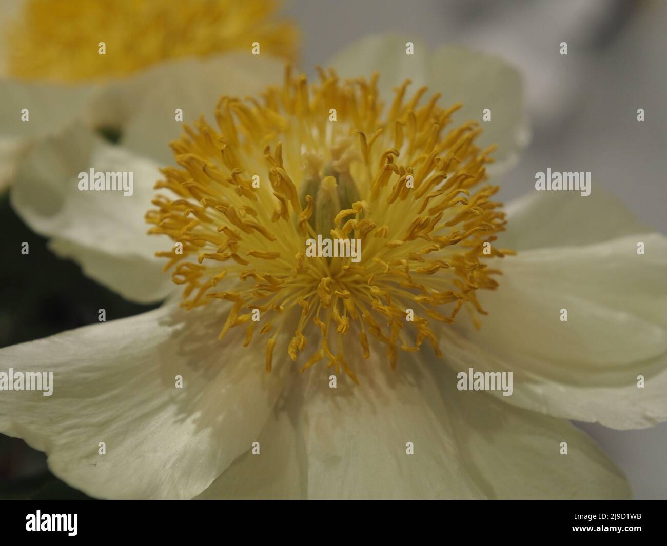 Cream peony flower fully open with ball of stamens Stock Photo - Alamy
