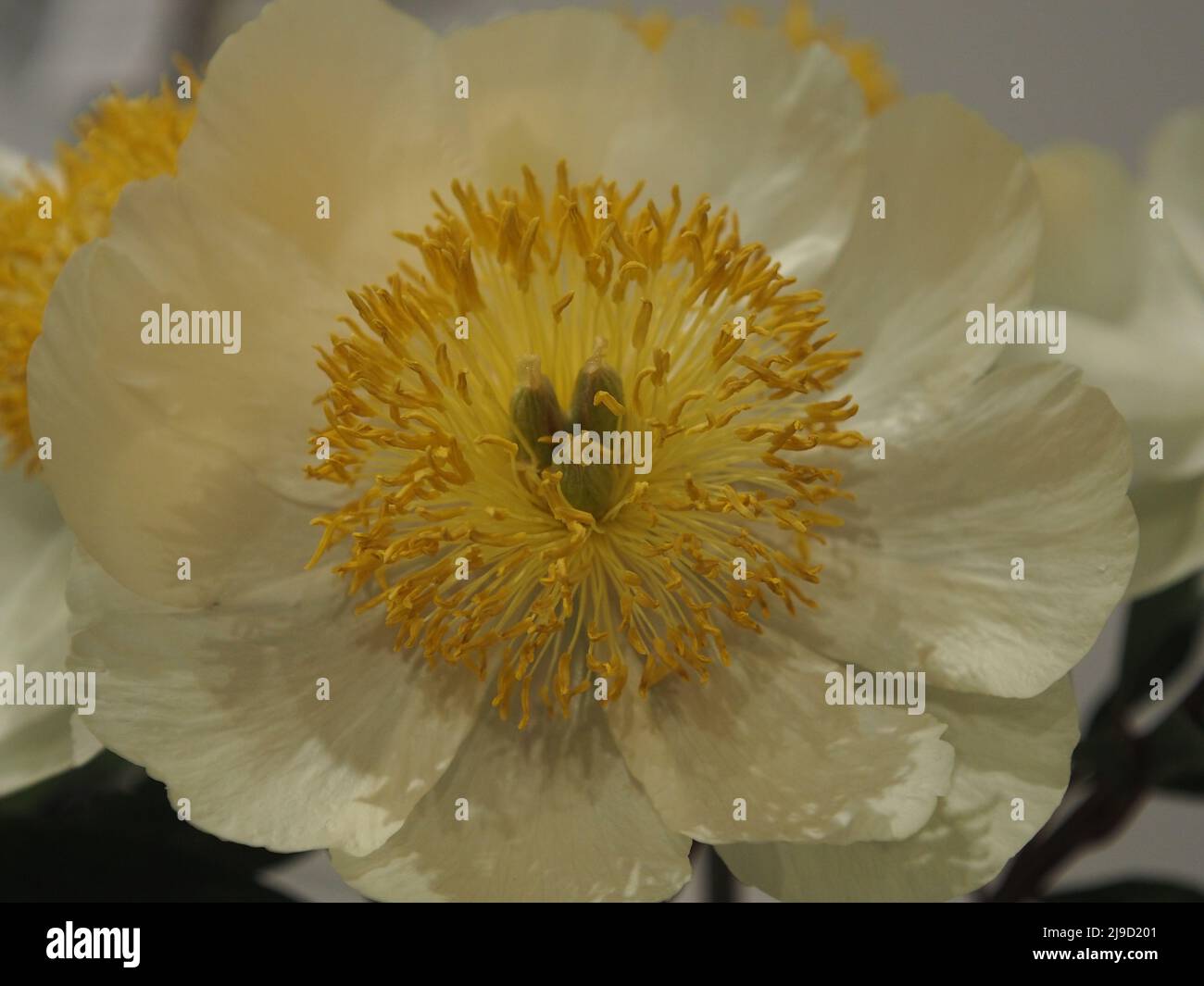 Cream stamens hi-res stock photography and images - Alamy