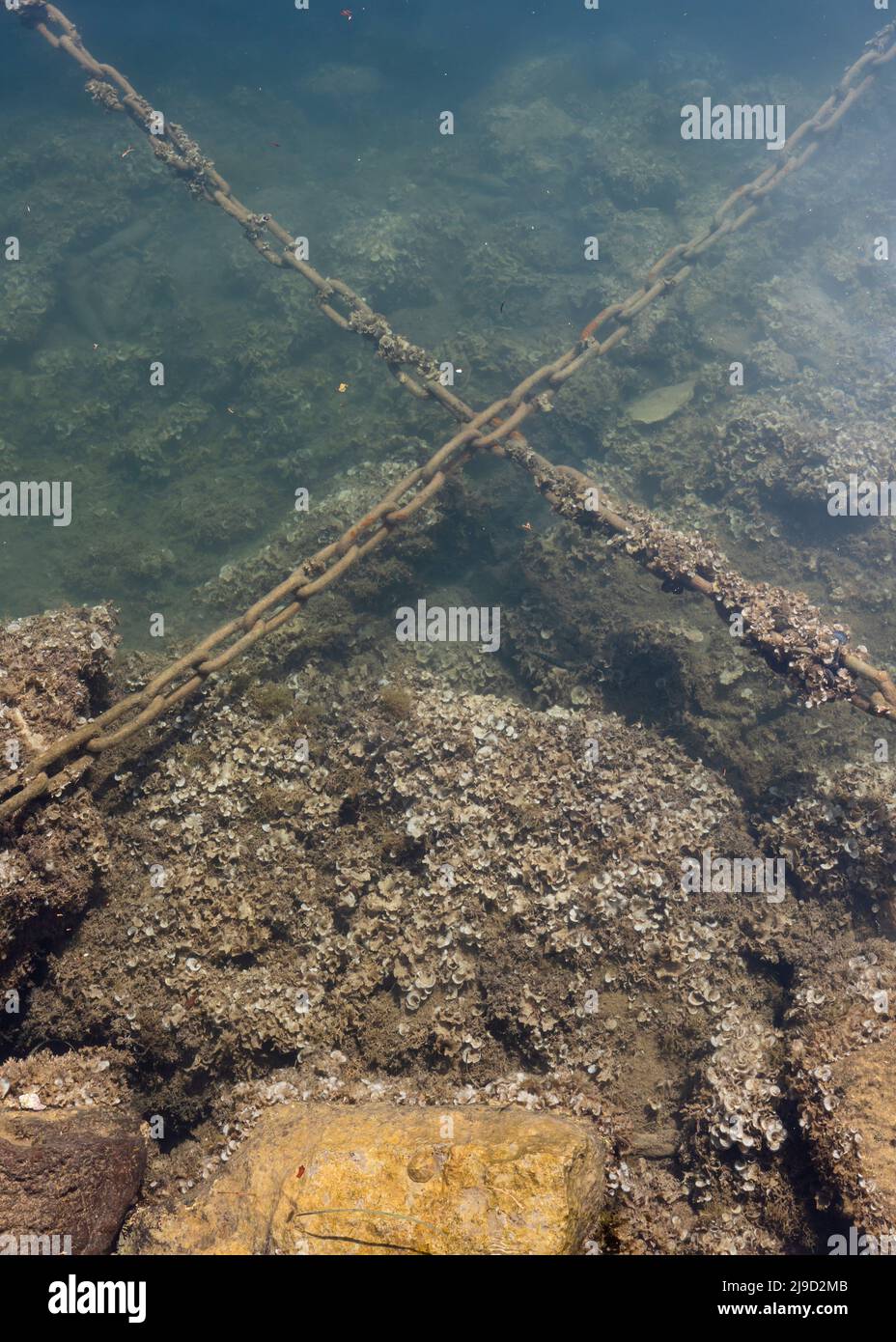 Rusted chains underneath the sea water at harbour Stock Photo - Alamy