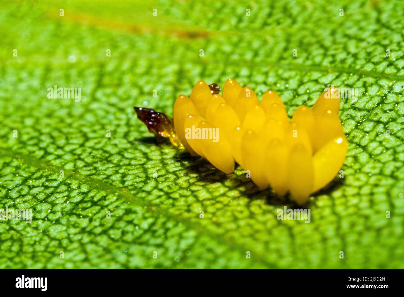 Ladybug Eggs