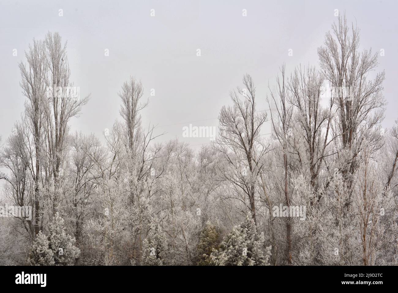 Trees covered with rime ice hi-res stock photography and images - Alamy