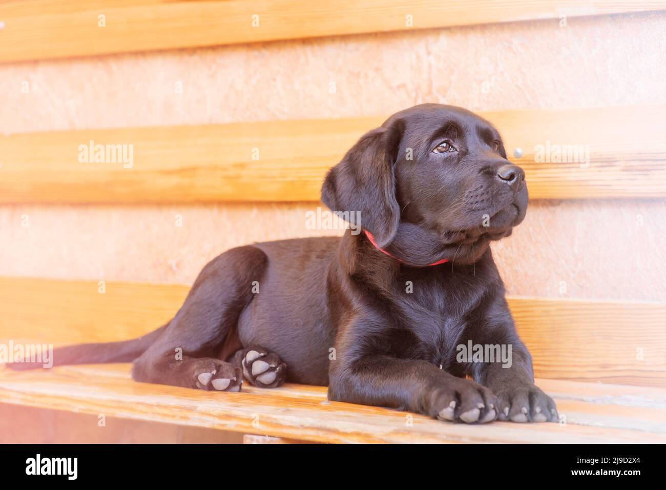 Puppy black labrador retriever lying on a bench against the backdrop of ...