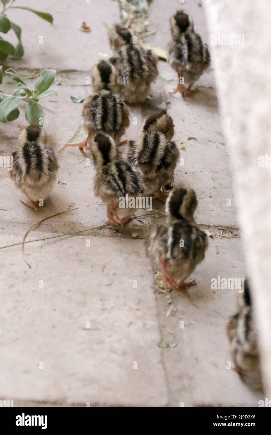 Gambel's Quail Chicks Stock Photo - Alamy