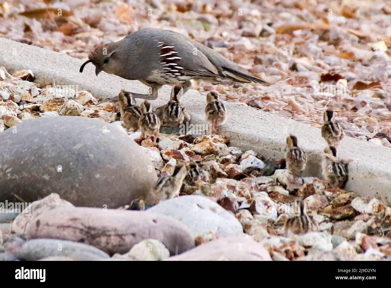 Quail chicks mother hi-res stock photography and images - Alamy