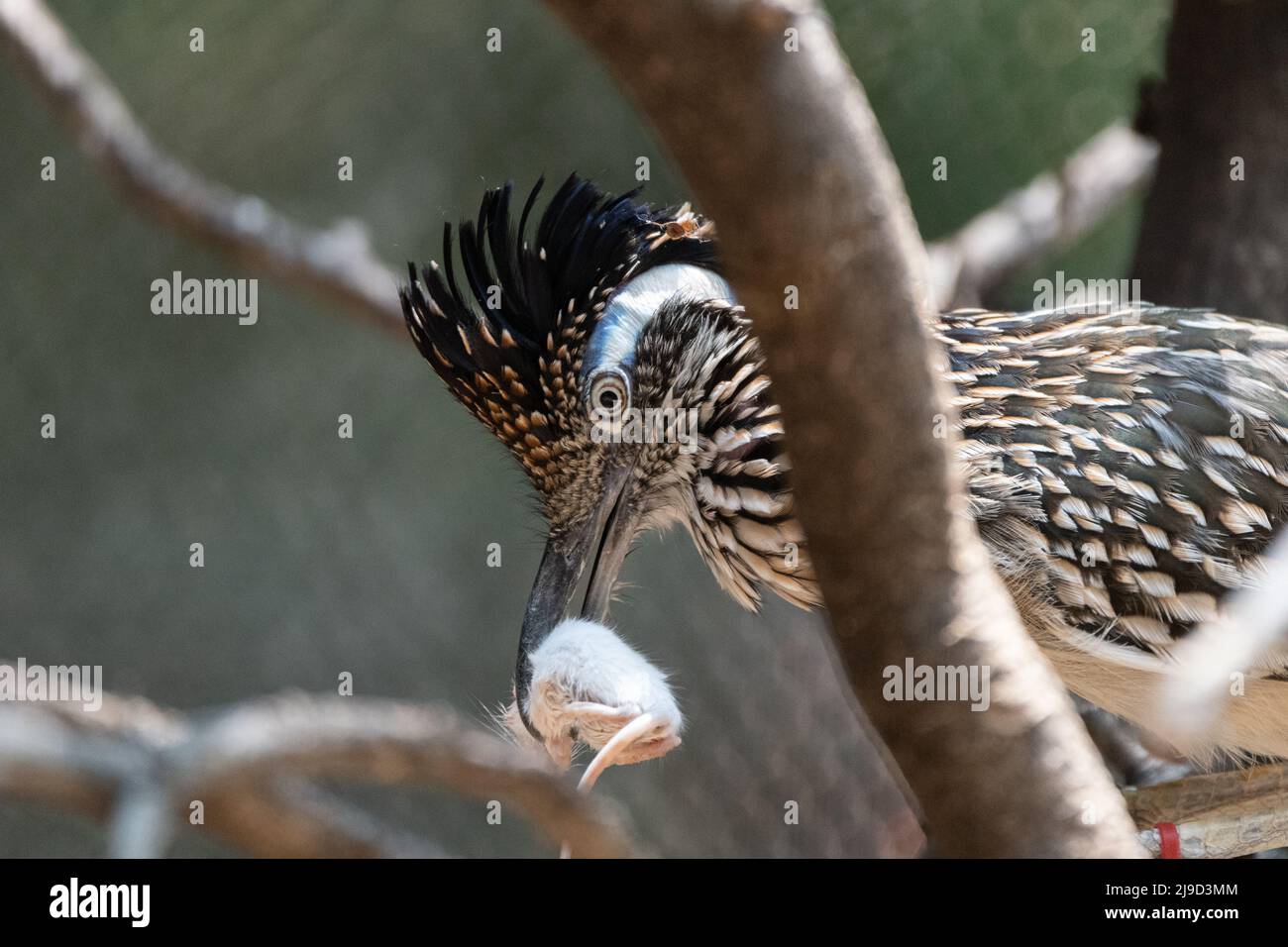 Roadrunner bird on white hi-res stock photography and images - Alamy