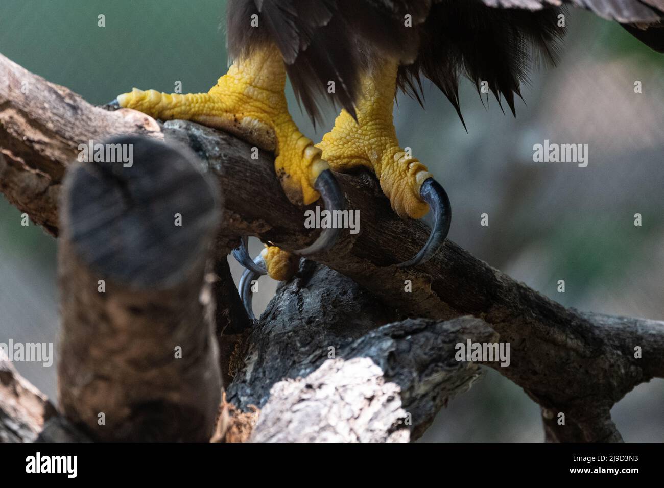 Eagle feet hi-res stock photography and images - Alamy