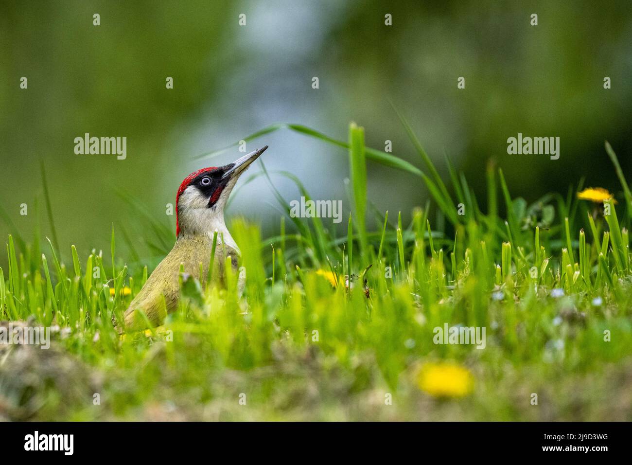 European green woodpecker (Picus viridis) in the meadow Stock Photo - Alamy
