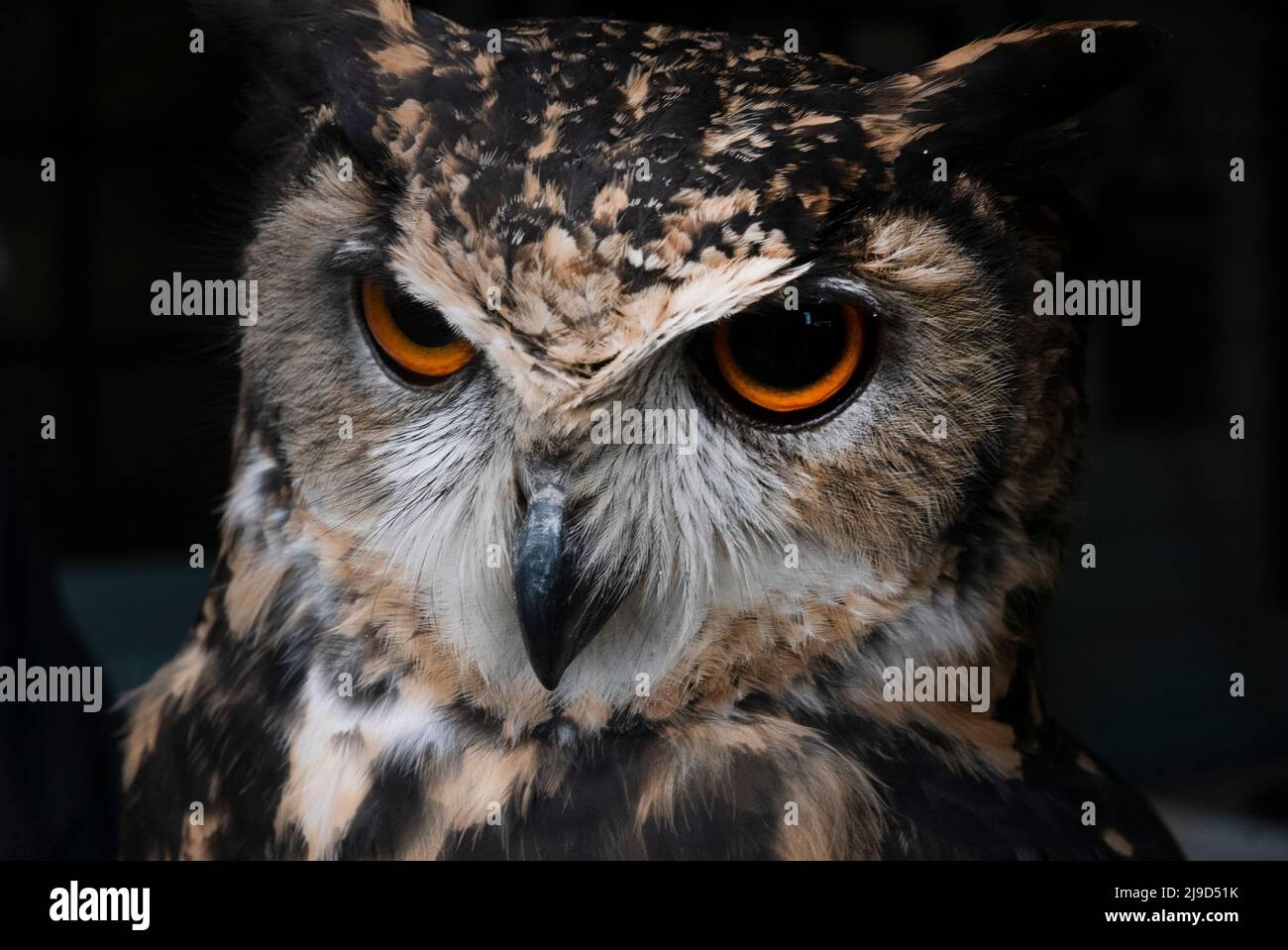 An Eagle Owl in closeup, one of the bigger Owls, with brilliant eye ...
